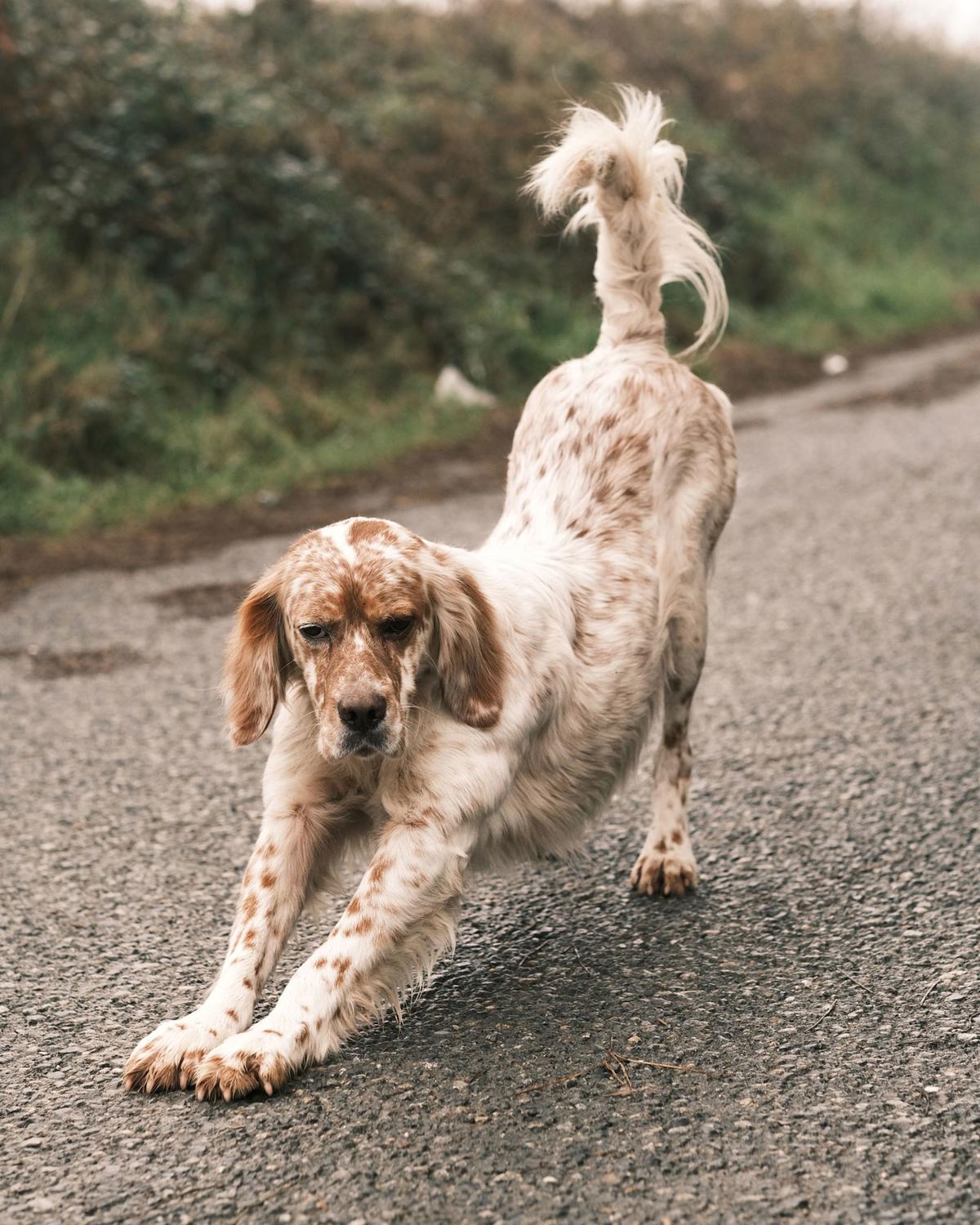 Wagmo.io | For affordable pet insurance and pet wellness plans