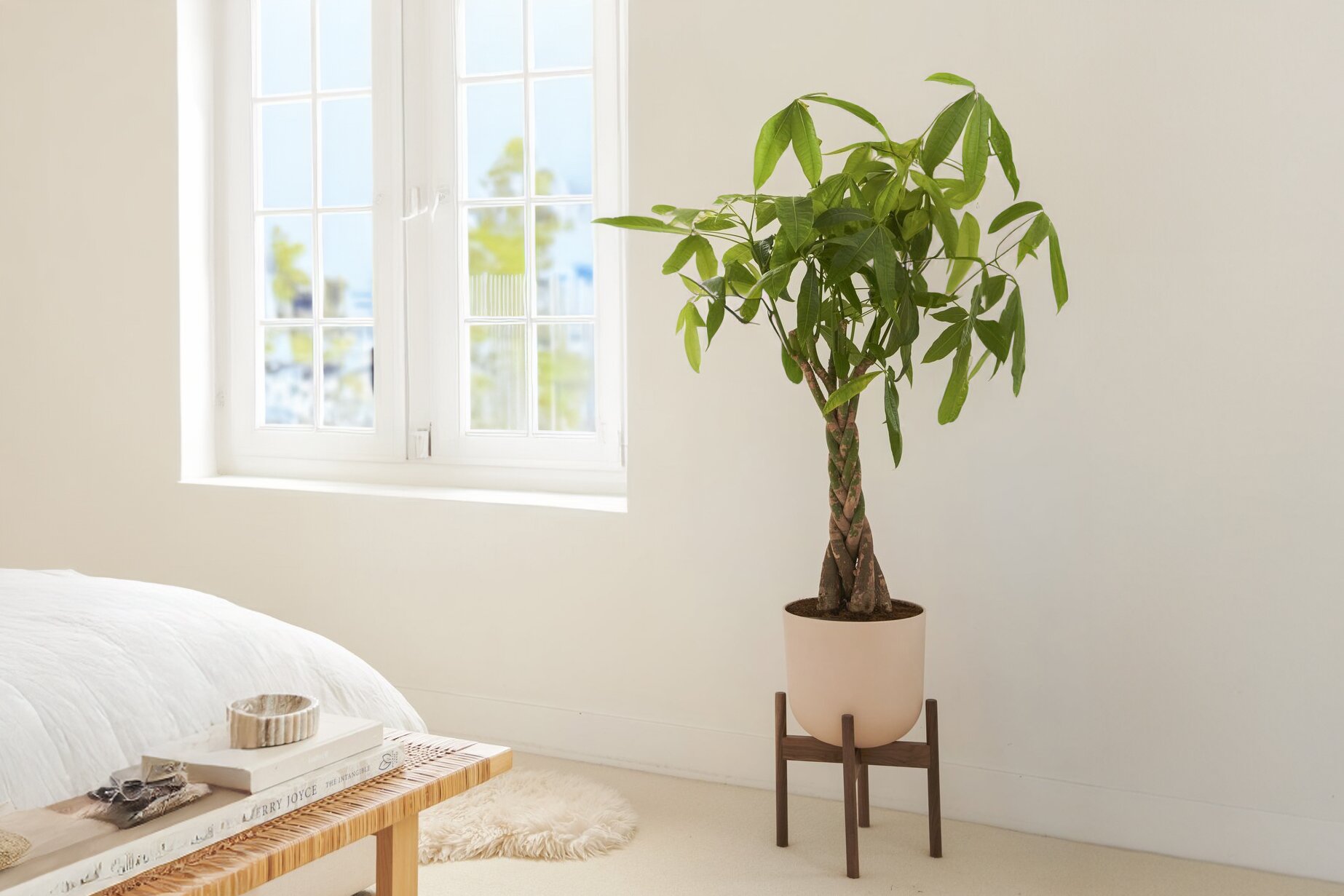 Shield Your Plants: Prevent Soil Threats