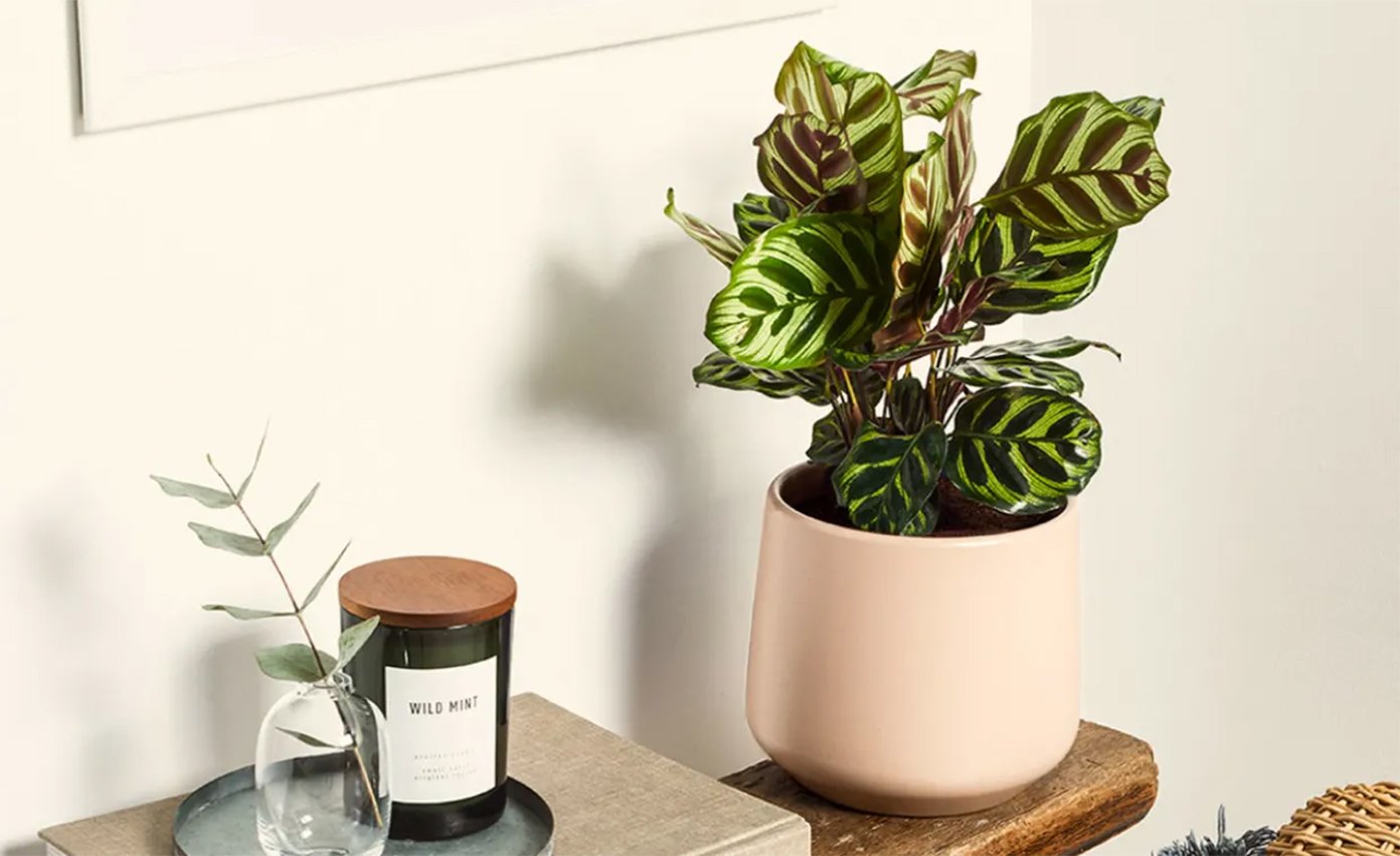 Frequently Asked Questions | easyplant