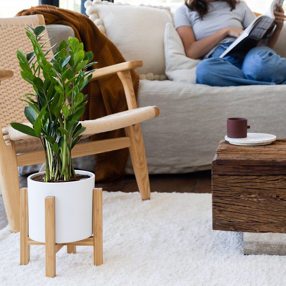 What Are Aroid Plants? | easyplant