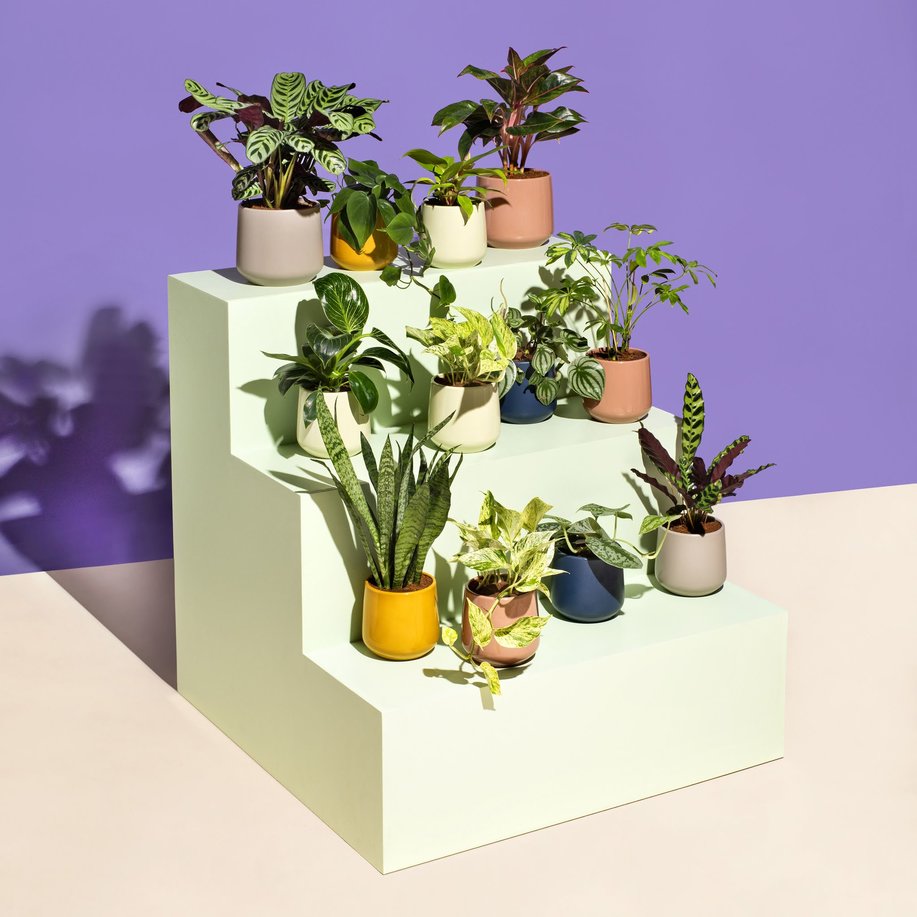 What Are Aroid Plants? | easyplant