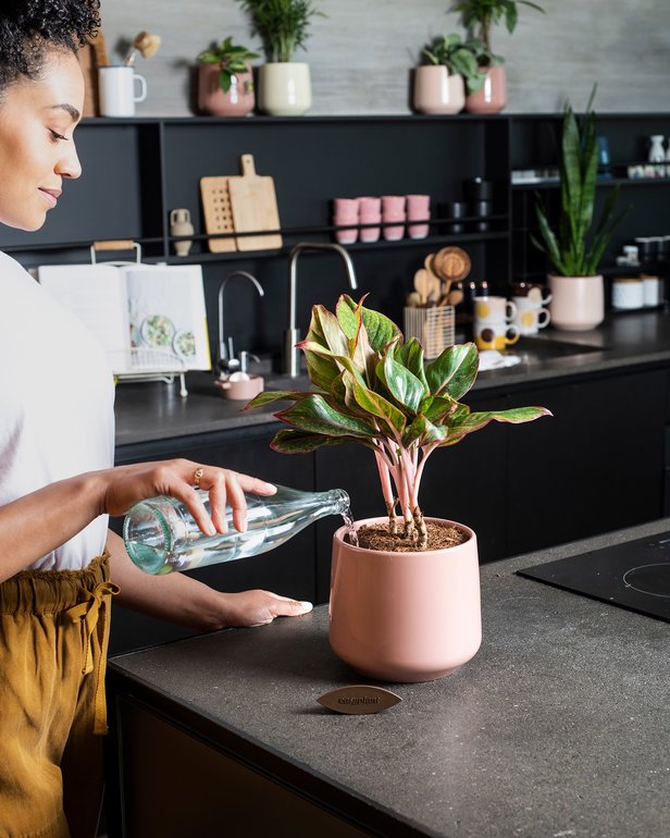 What Are Aroid Plants? | easyplant