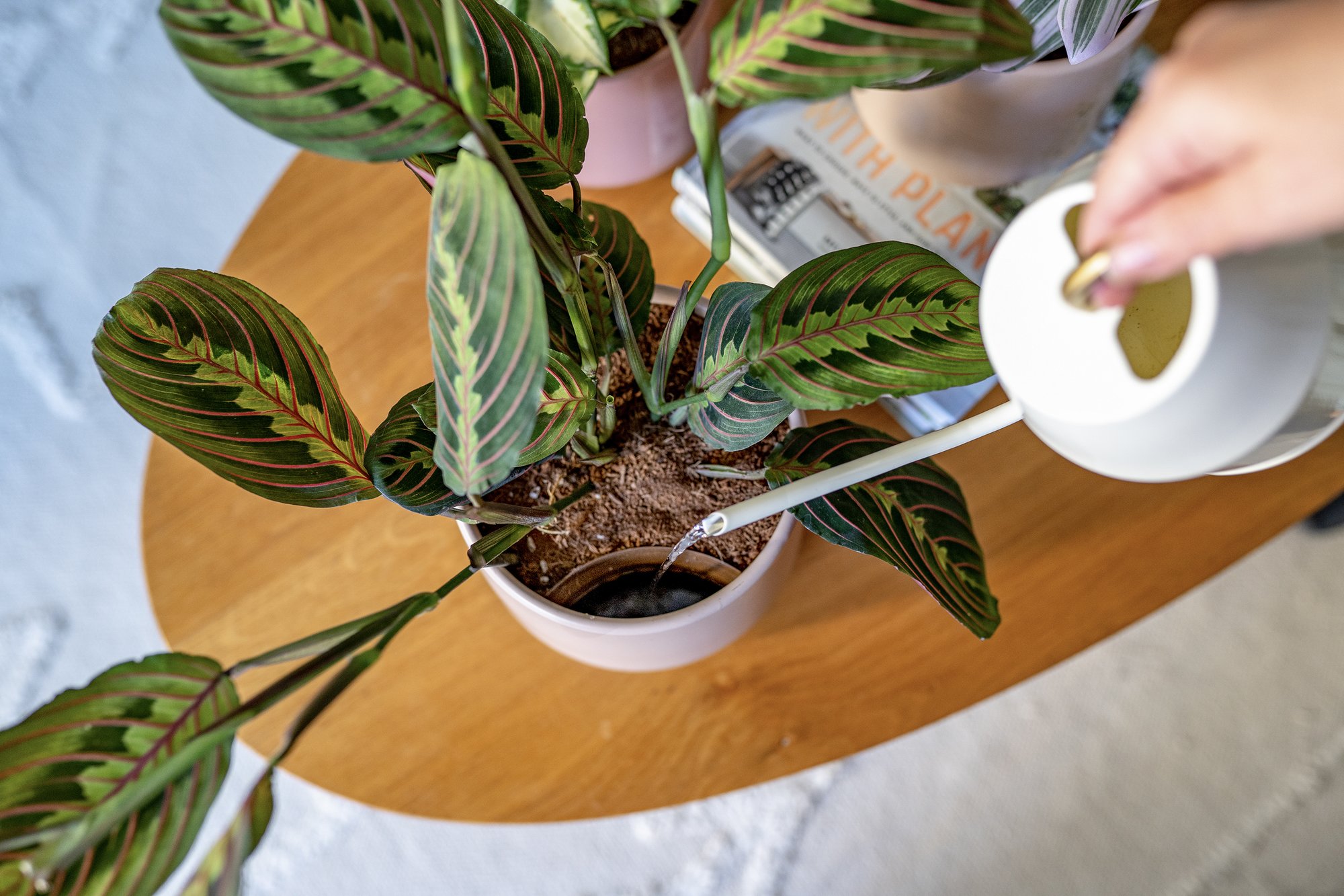 How to Use A Self-Watering Pot | easyplant