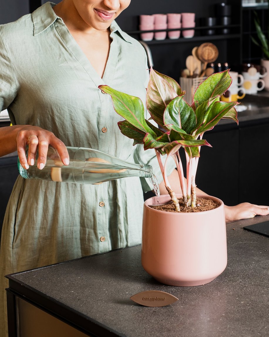 How to Water Plants Correctly | easyplant