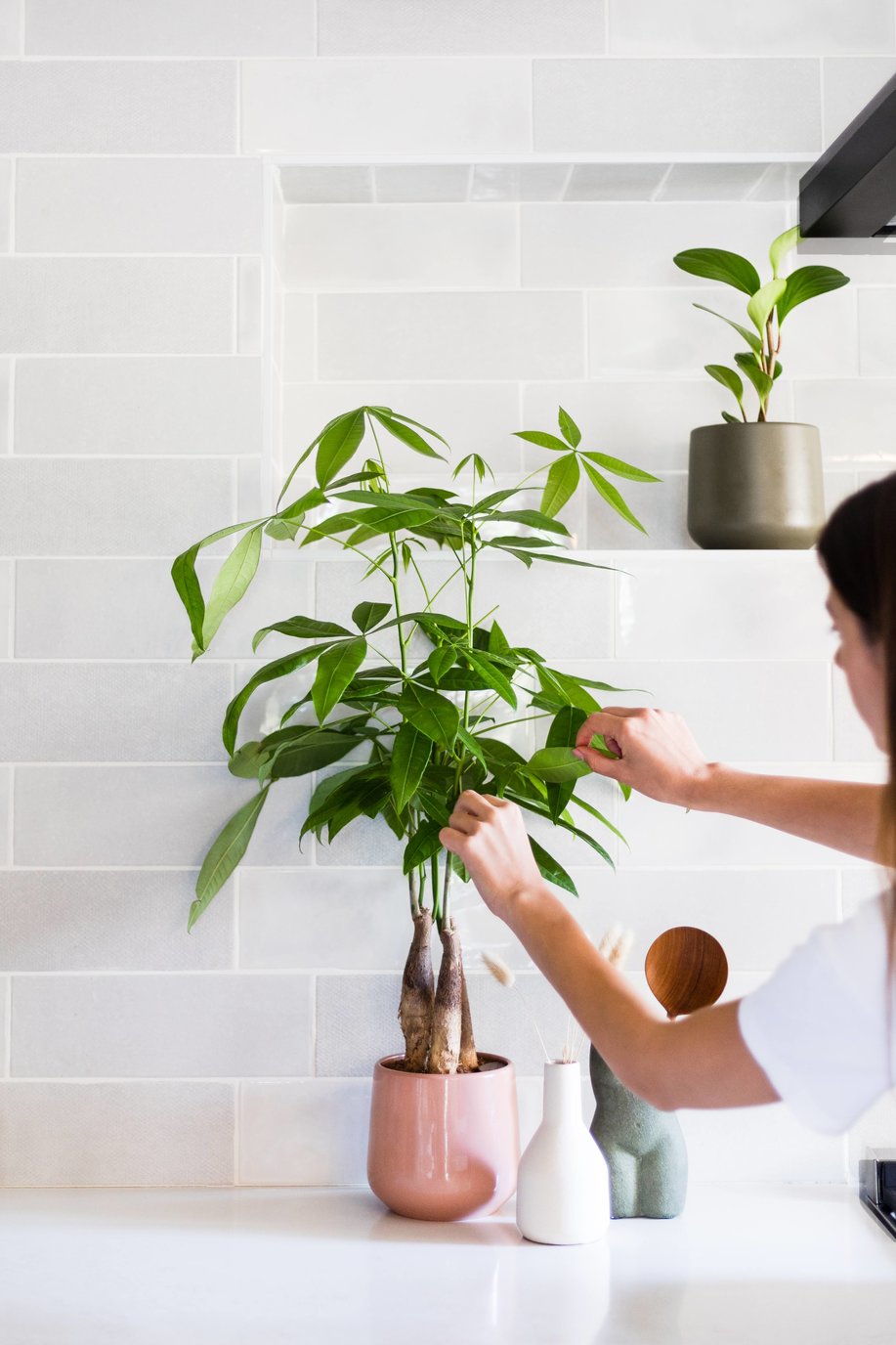 Where to Place A Money Tree | easyplant
