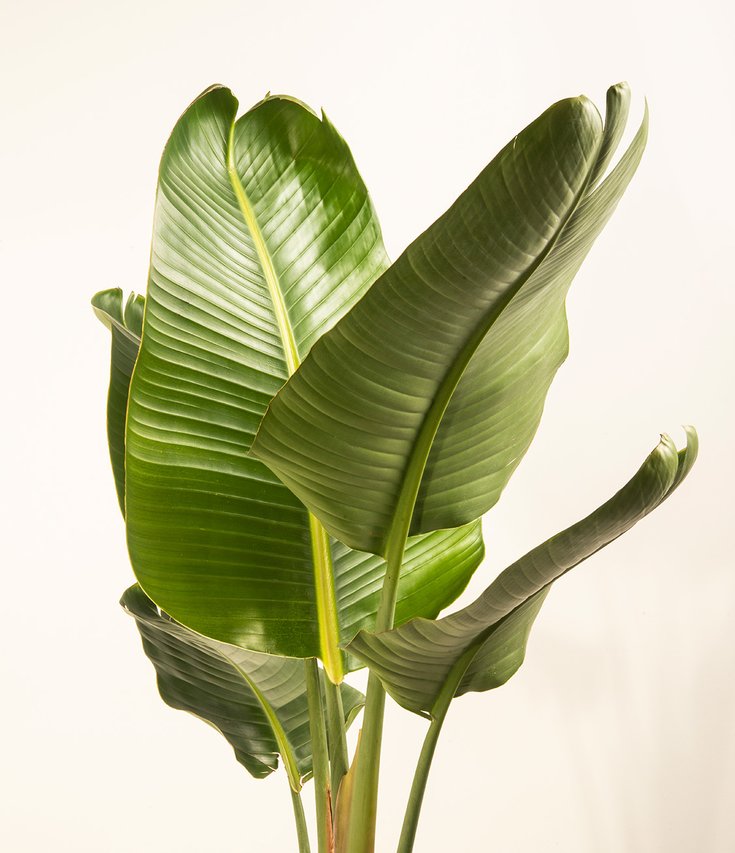 Bird of Paradise Meaning and Symbolism | easyplant