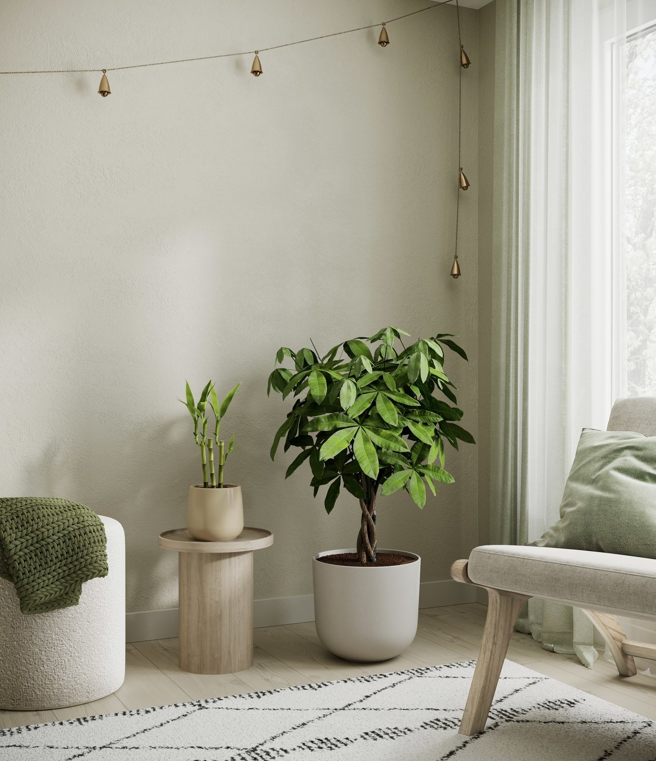 Where to Place A Money Tree | easyplant