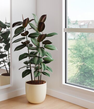 Functional plants: more than decoration | easyplant