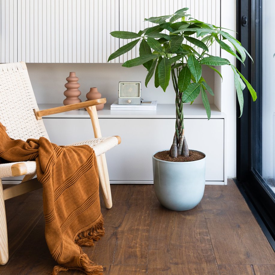 Where to Place A Money Tree | easyplant