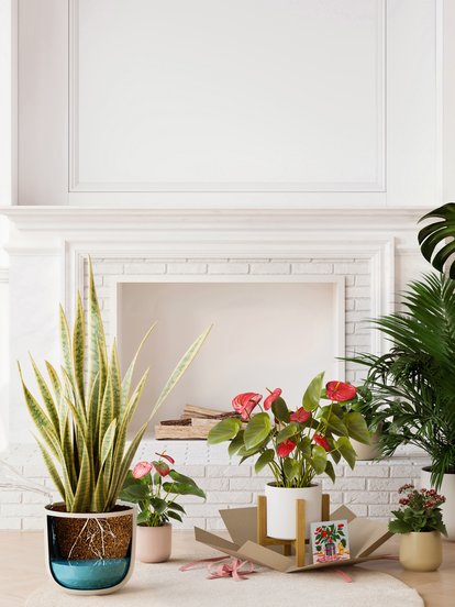 easyplant: Easy-Care Self-Watering Plants