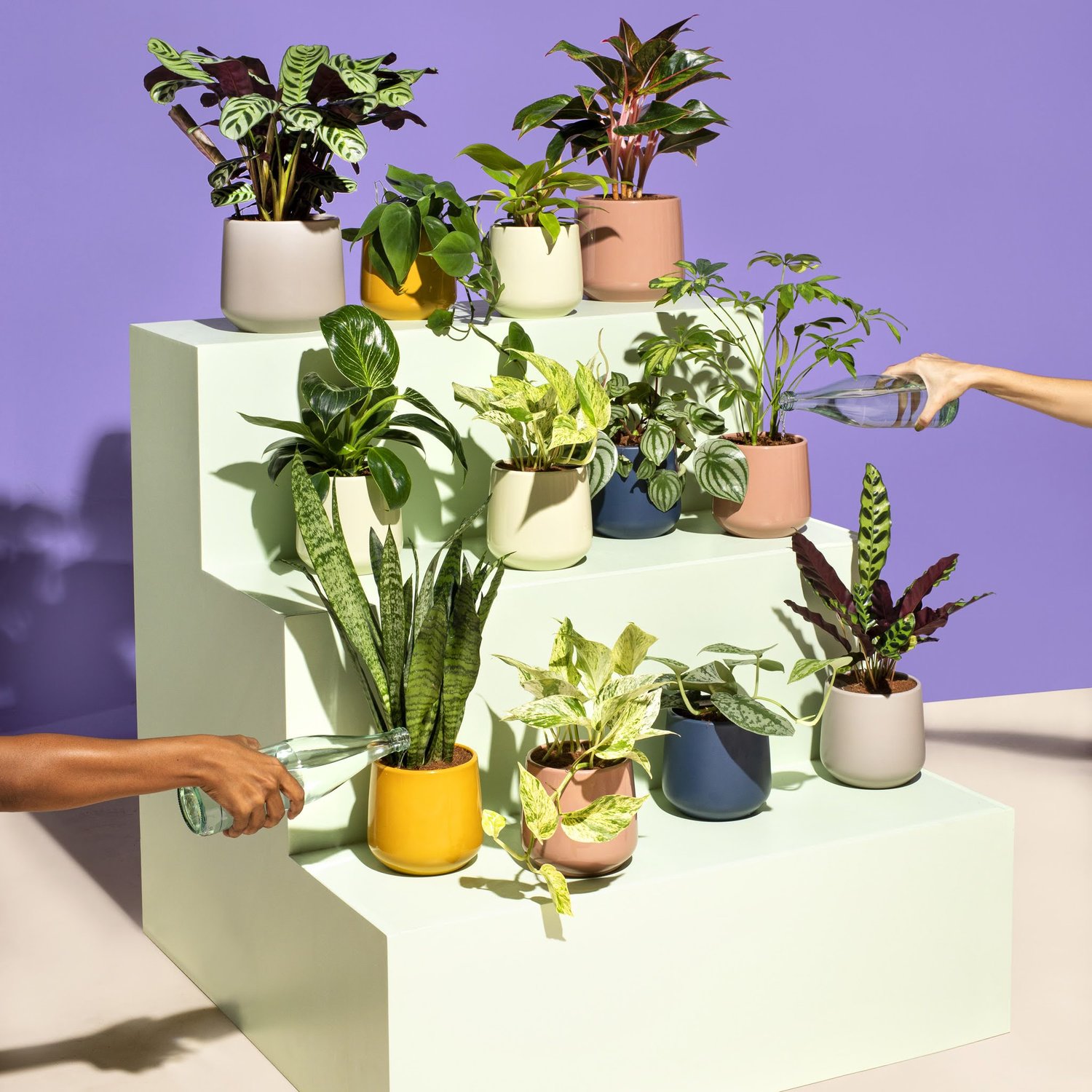 How to Water Plants Correctly | easyplant