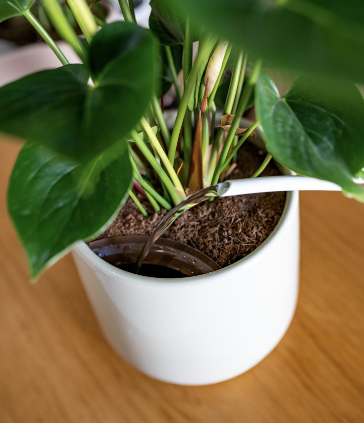 How to Use A Self-Watering Pot | easyplant