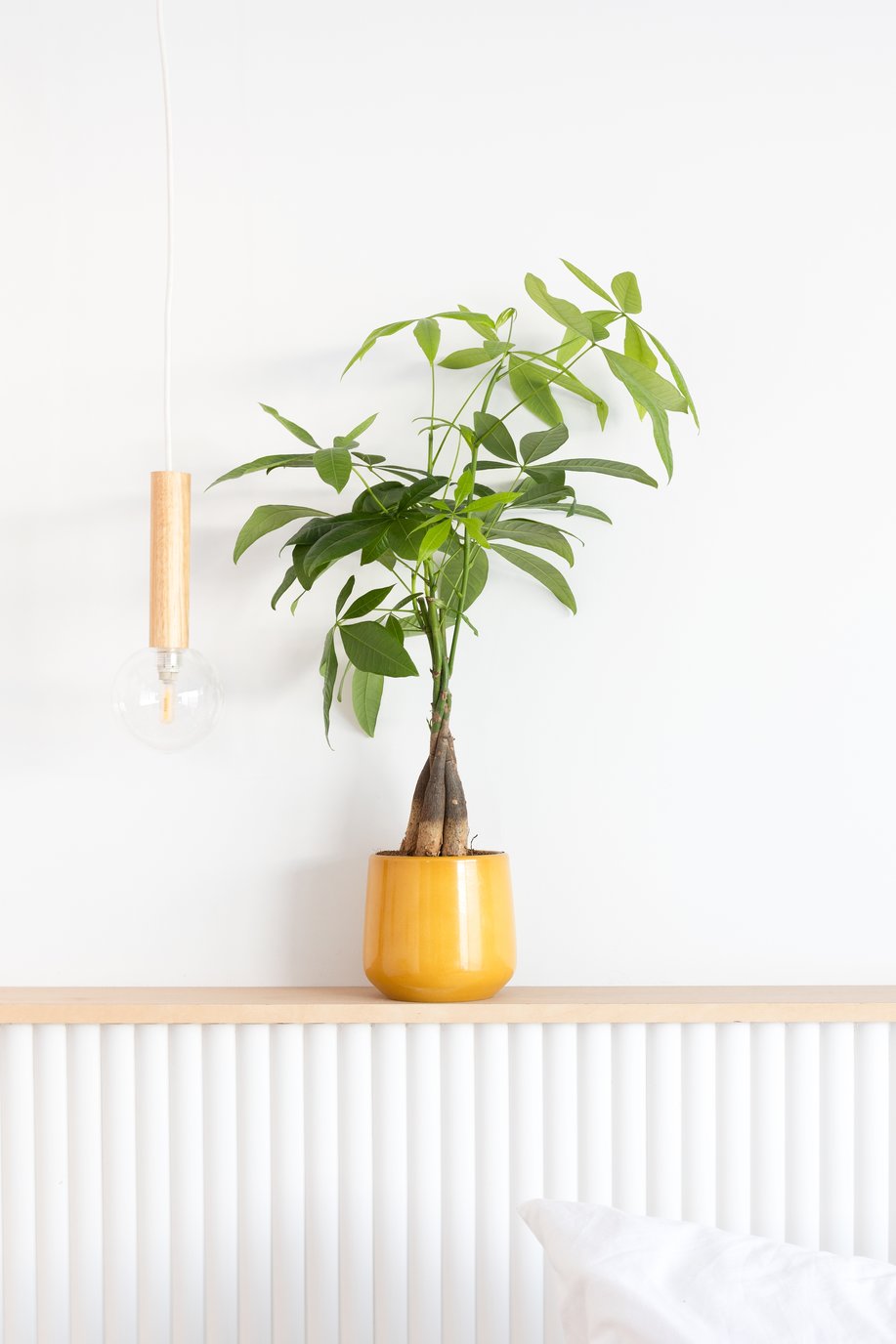 3 Common Money Tree Plant Problems | easyplant