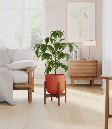 Functional plants: more than decoration | easyplant