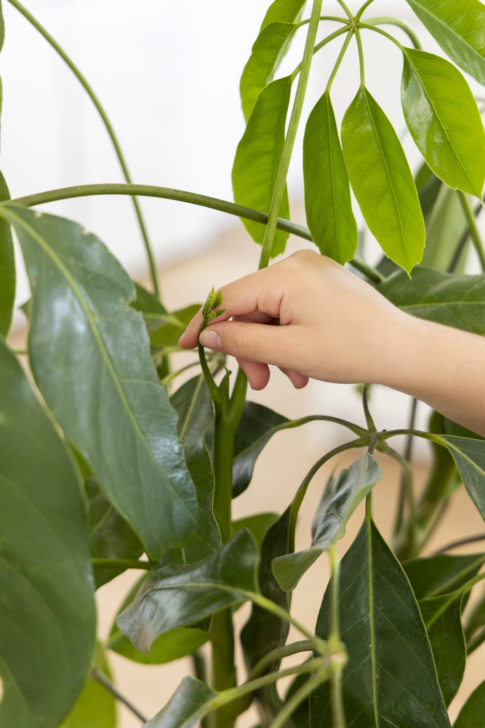 Types of Schefflera Plants | easyplant