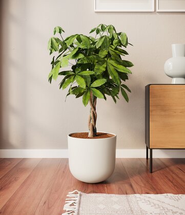 Functional plants: more than decoration | easyplant