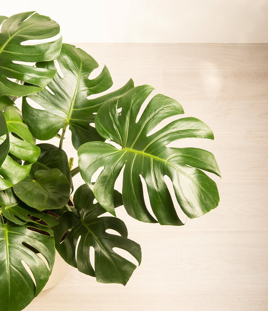 Why Do Monsteras Have Holes? | easyplant