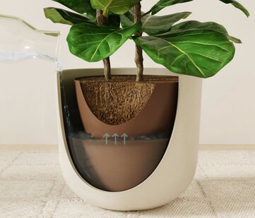 Self-Watering Plants 101: Your Guide to Effortless Plant Care