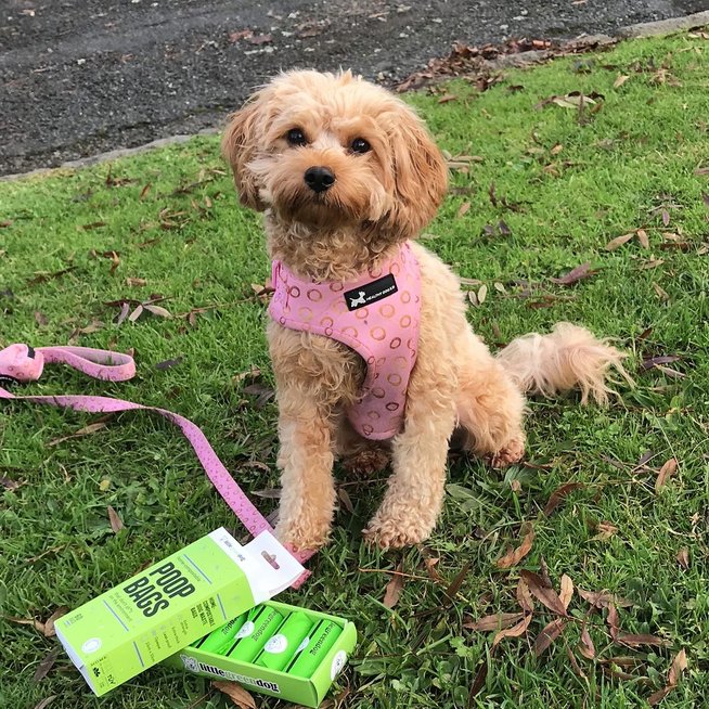 Wholesale – Little Green Dog