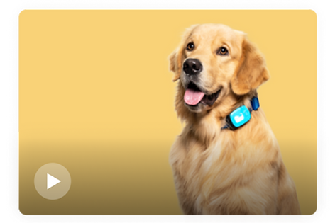 Pet GPS & Fitness Tracker by Wagr - The Smart Petcare Platform – Wagr ...