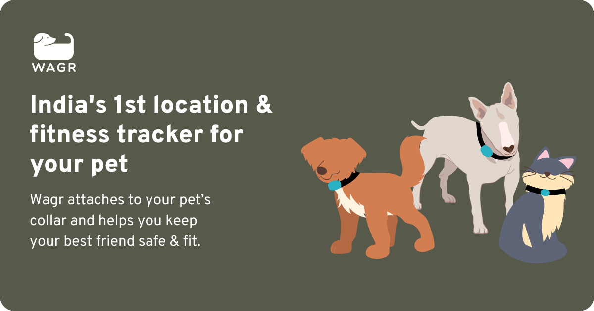 Pet GPS & Fitness Tracker by Wagr - The Smart Petcare Platform – Wagr ...