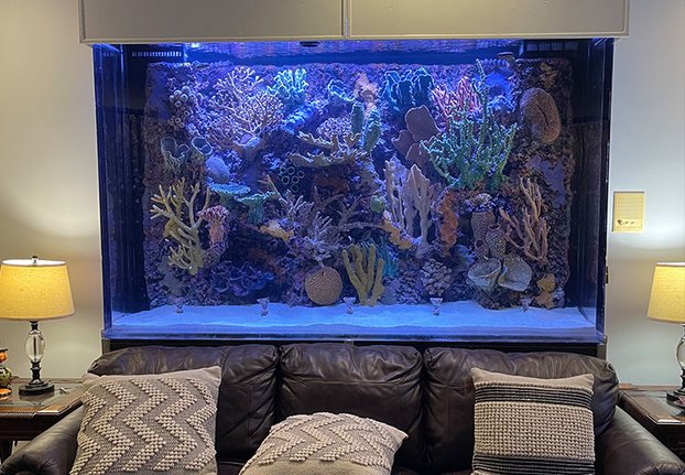 Aquariums – Deep Sea Creations
