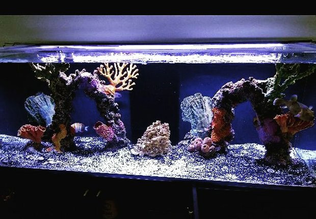 Aquariums – Deep Sea Creations