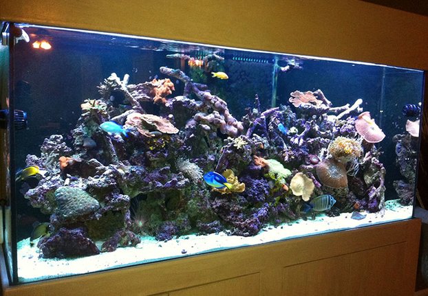 Aquariums – Deep Sea Creations