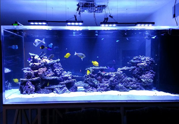 Aquariums – Deep Sea Creations