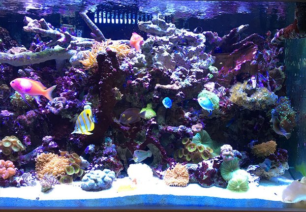 Aquariums – Deep Sea Creations