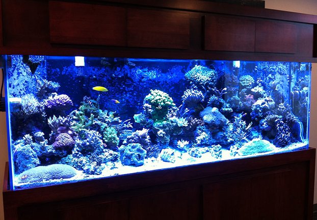 Aquariums – Deep Sea Creations