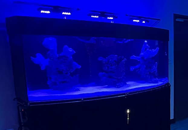 Aquariums – Deep Sea Creations