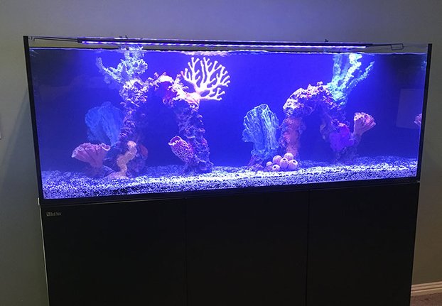 Aquariums – Deep Sea Creations