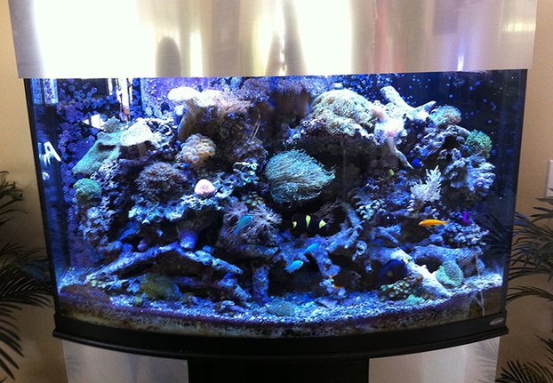 Aquariums – Deep Sea Creations