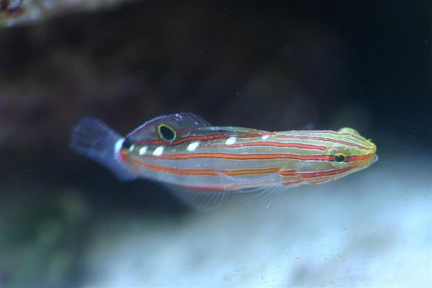 Exotic Fish – Deep Sea Creations