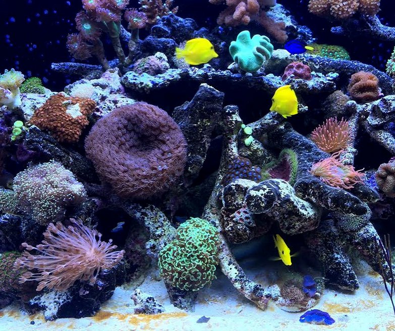 Products – Deep Sea Creations