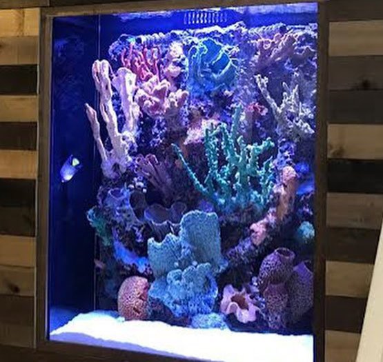 Aquariums – Deep Sea Creations