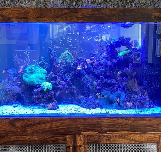 Aquariums – Deep Sea Creations
