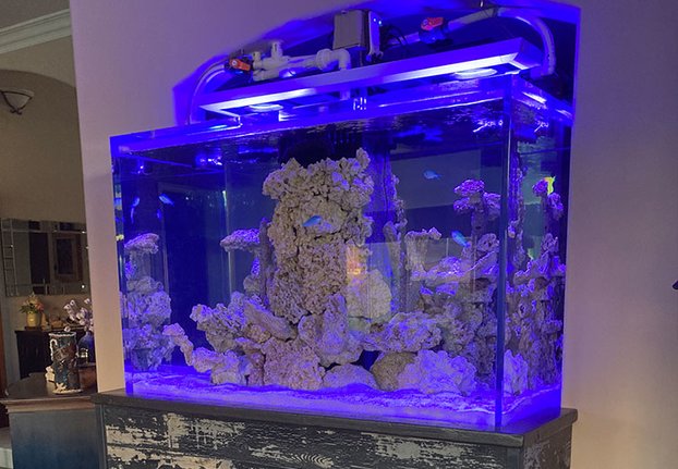 Aquariums – Deep Sea Creations