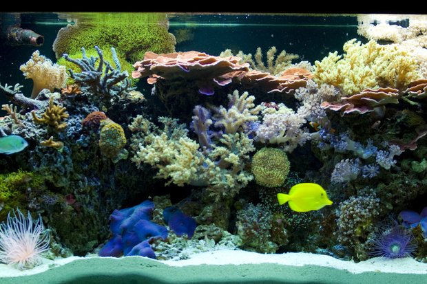 Aquariums – Deep Sea Creations