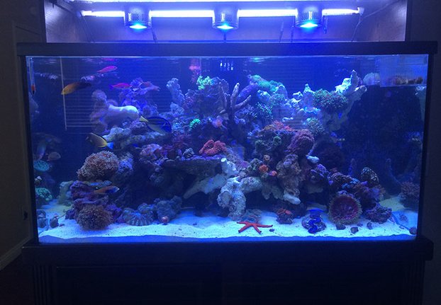 Aquariums – Deep Sea Creations