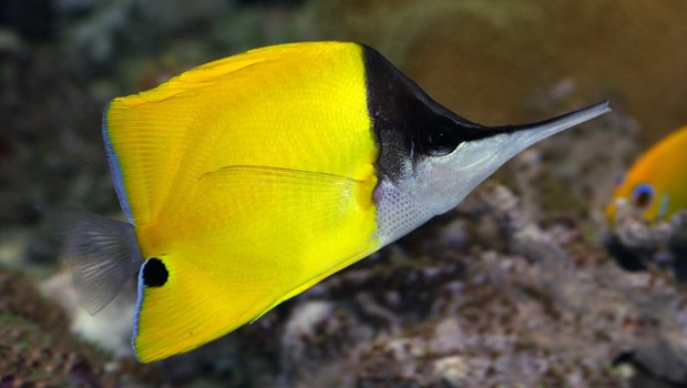 Exotic Fish – Deep Sea Creations