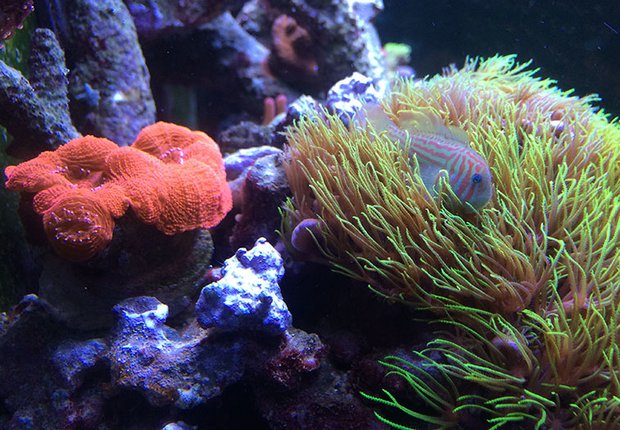 Corals – Deep Sea Creations