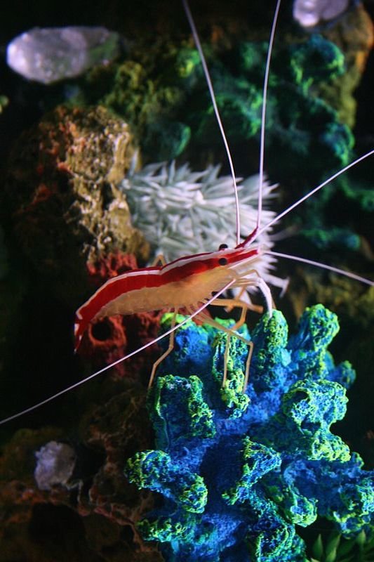 Exotic Fish – Deep Sea Creations
