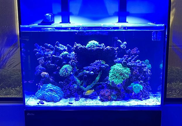 Aquariums – Deep Sea Creations