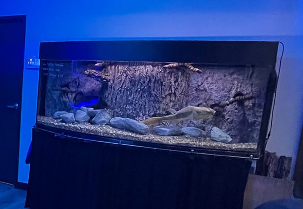 Aquariums – Deep Sea Creations