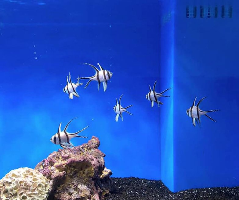 Products – Deep Sea Creations