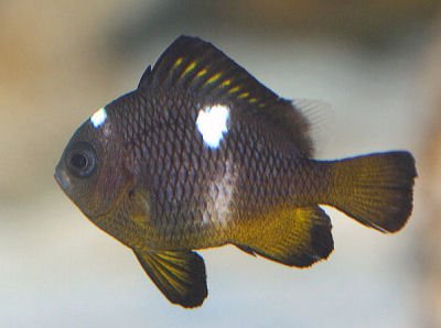 Exotic Fish – Deep Sea Creations