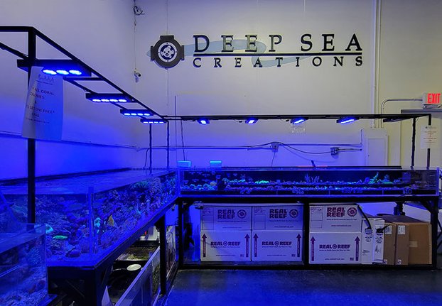 Our Store – Deep Sea Creations