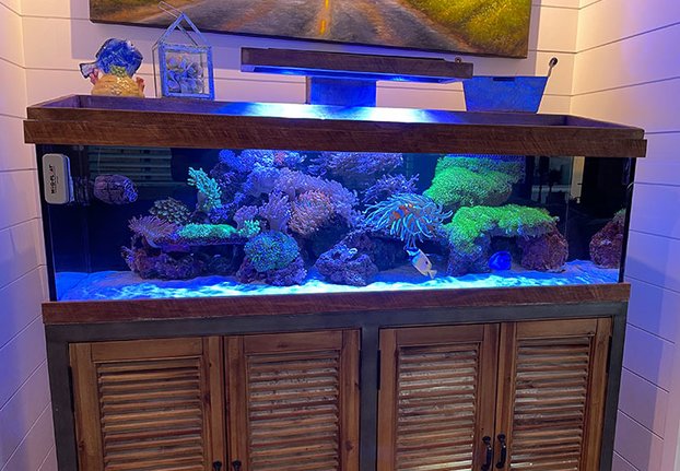 Aquariums – Deep Sea Creations